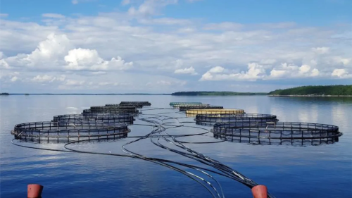 Seafood Media Group - Worldnews - Commercial aquaculture production is growing at an average of ...